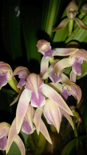 Maxillaria multicaulis · iNaturalist United Kingdom