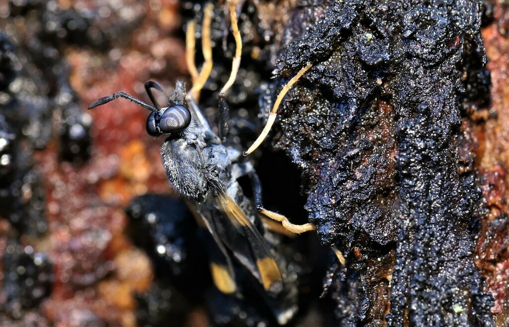 Agapophytus from Wesburn VIC 3799, Australia on January 3, 2021 at 02: ...