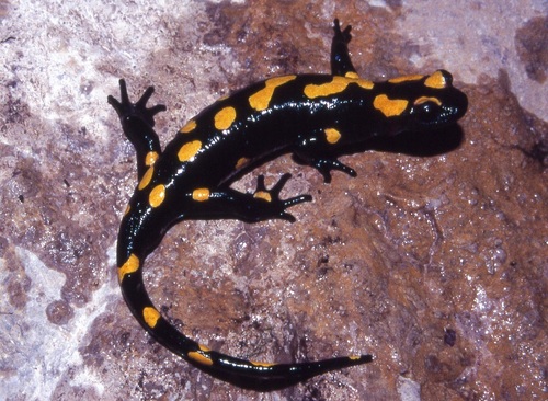 African Fire Salamander