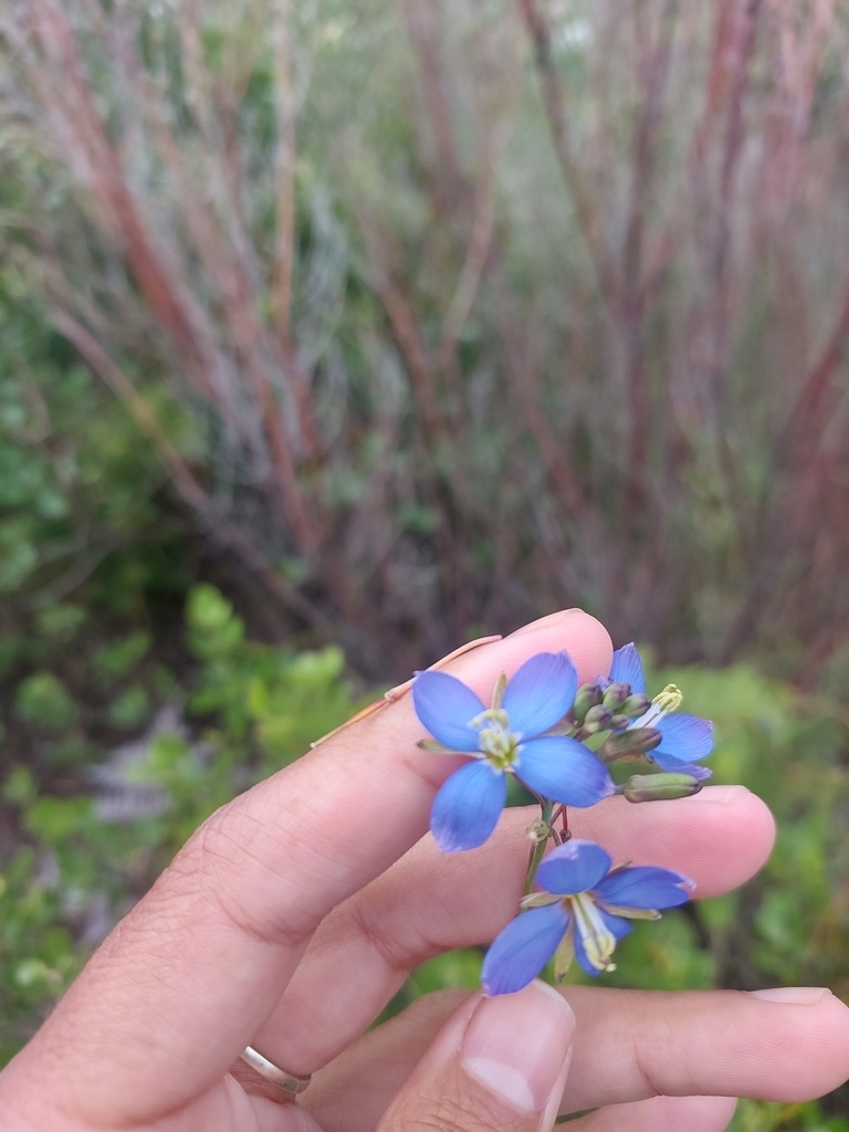 Needle Sunspurge from Table Mountain National Park, ZA-WC-CT, ZA-WC, ZA ...