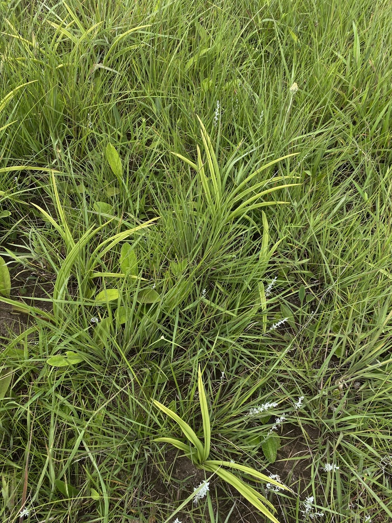 Mini Harlequin in December 2023 by Carel Fourie · iNaturalist