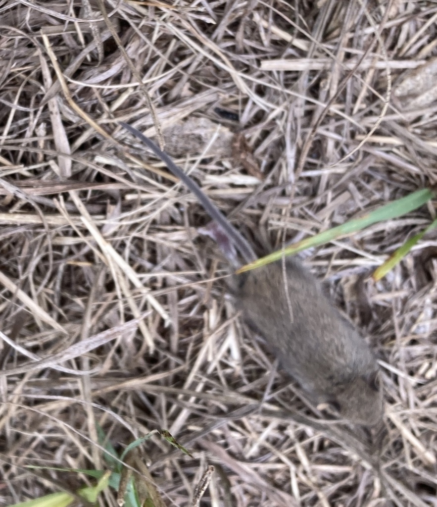 House Mouse from S 11th St, Lake Wales, FL, US on December 17, 2023 at ...