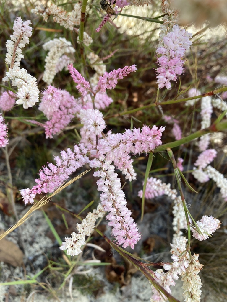 Sandhill wireweed from Cody Villa Estates, Babson Park, FL, US on ...