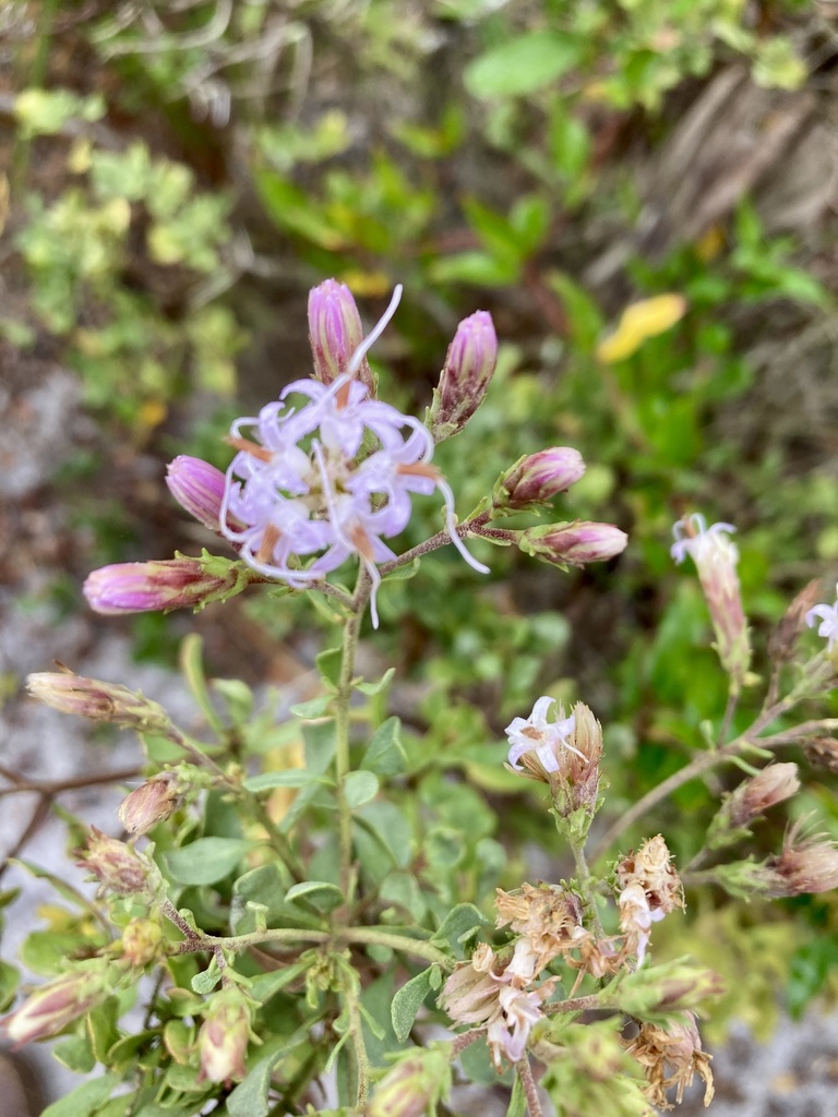 garberia from Lake Wales, FL, US on December 25, 2023 at 10:23 AM by ...