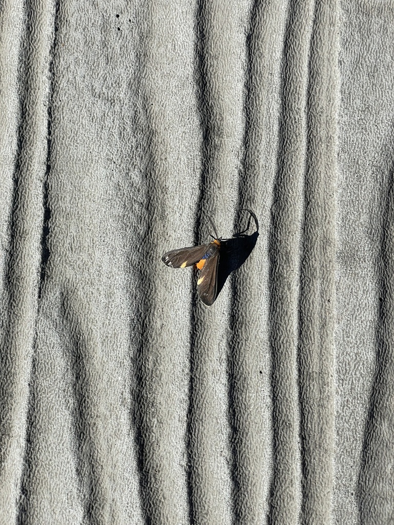 Black-winged Dahana Moth from Palm Coast, FL, US on December 31, 2023 ...