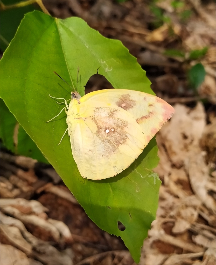 Lemon Migrant from X9RV+JX9, Parassinikadavu, Kerala 670563, India on ...