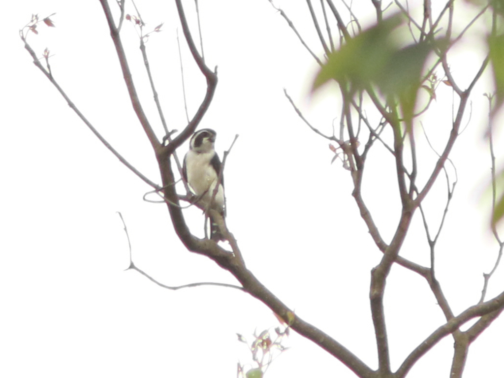 Pied Falconet from Soraipung Range, Dihing Patkai National Park, Assam ...