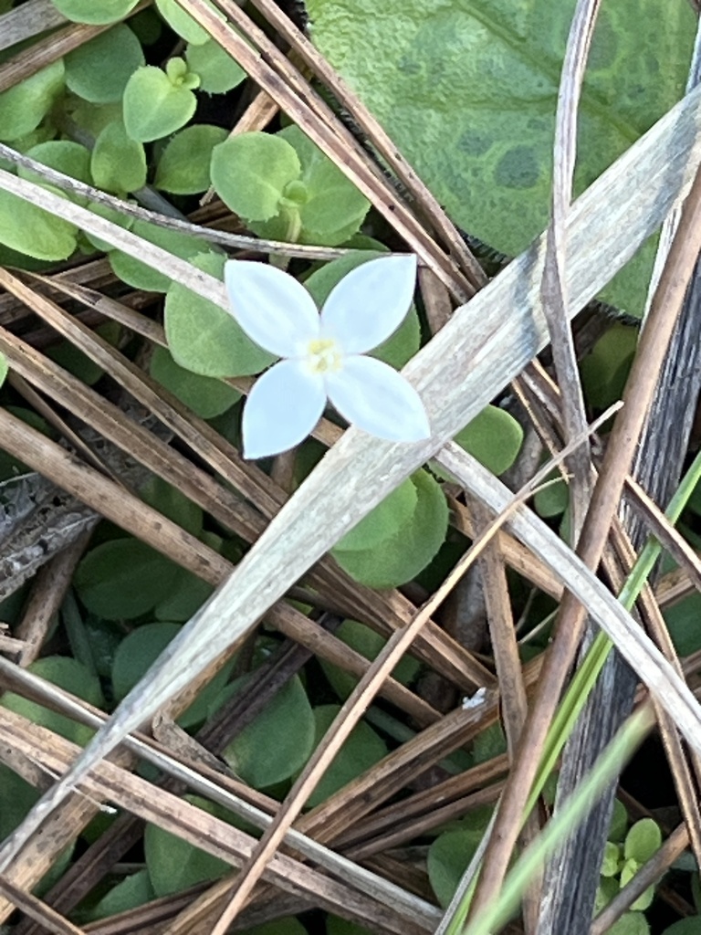 roundleaf bluet from Colt Creek State Park, Lakeland, FL, US on ...