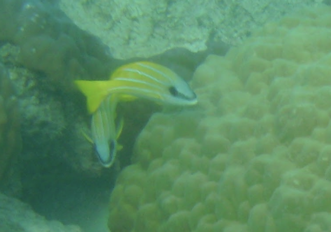 Bluestriped Snapper from Baa Atoll, Maldives on March 12, 2008 at 02:18 ...