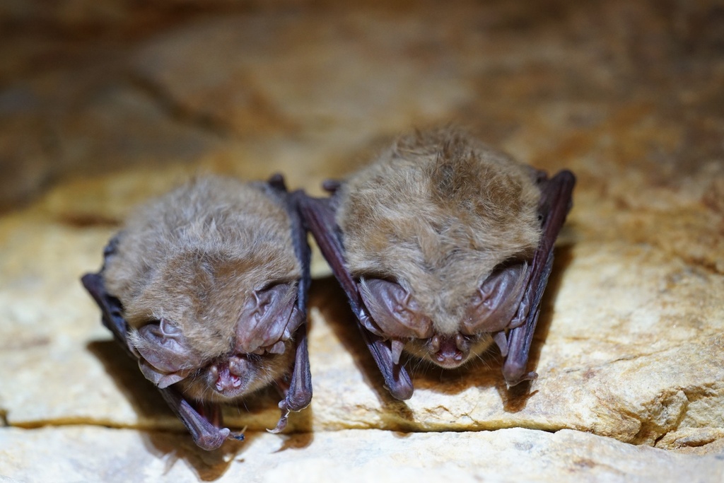 Townsend's Big-eared Bat in December 2023 by Leah c. pc: tobiashayes ...