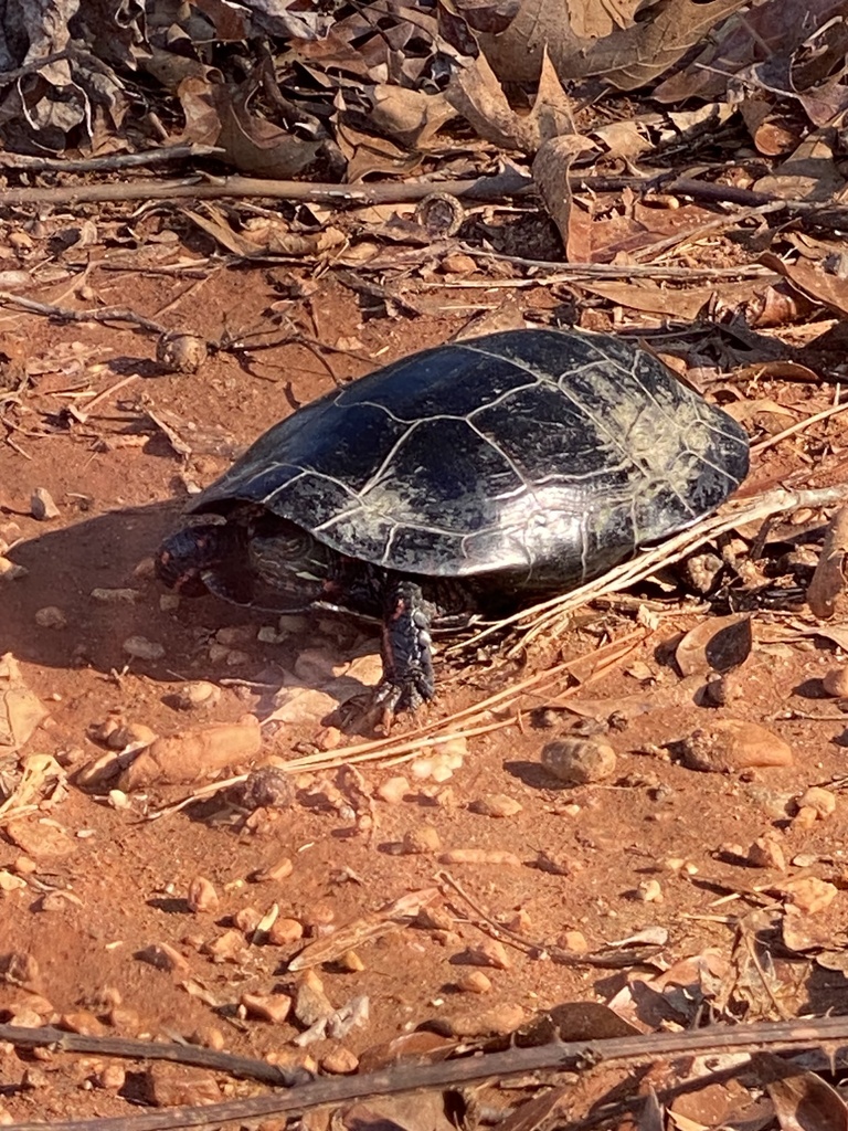 Painted Turtle from Tall Pines Trail, Wadesboro, NC, US on December 29 ...