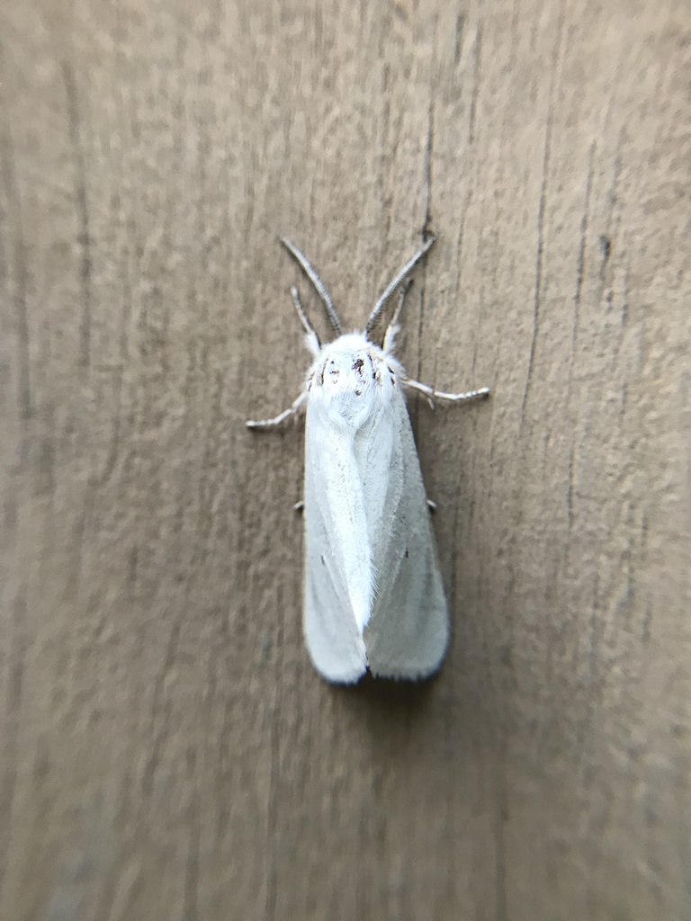 Virginian Tiger Moth from Sunset, ME, USA on July 16, 2018 at 05:26 AM ...
