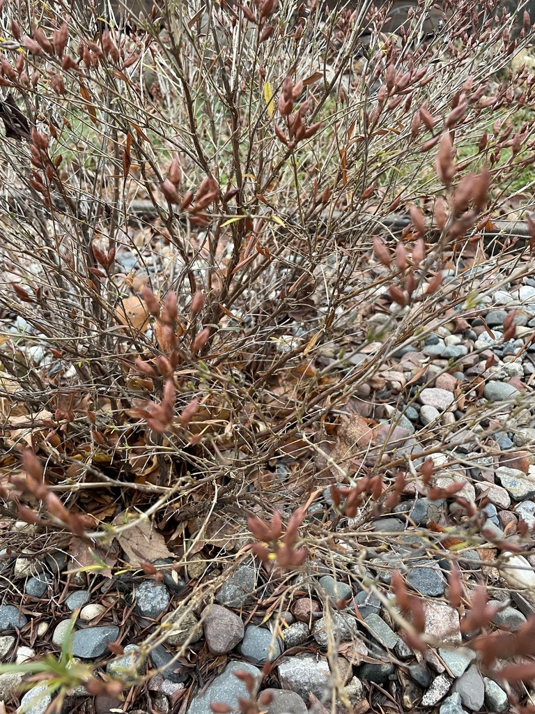 Kalm's St. John's-wort from Minnehaha Ave W, Saint Paul, MN, US on ...