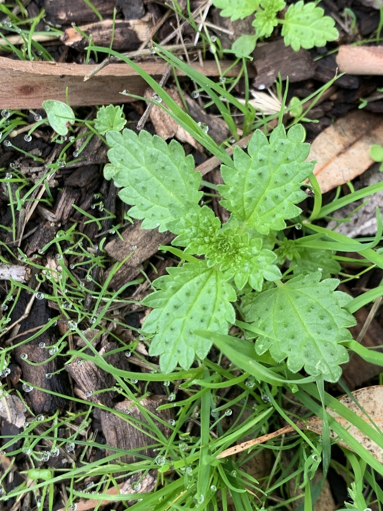 Western nettle from Rush Ranch, Suisun City, CA, US on December 31 ...