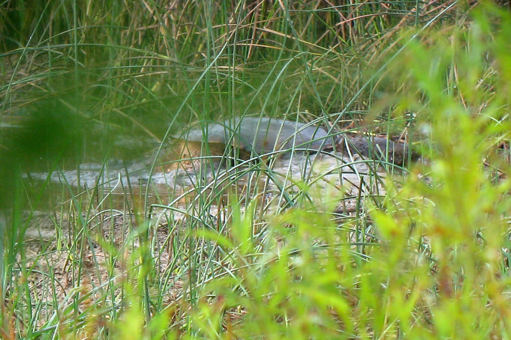 Common Snapping Turtle from Howard County, MD, USA on September 2, 2012 ...