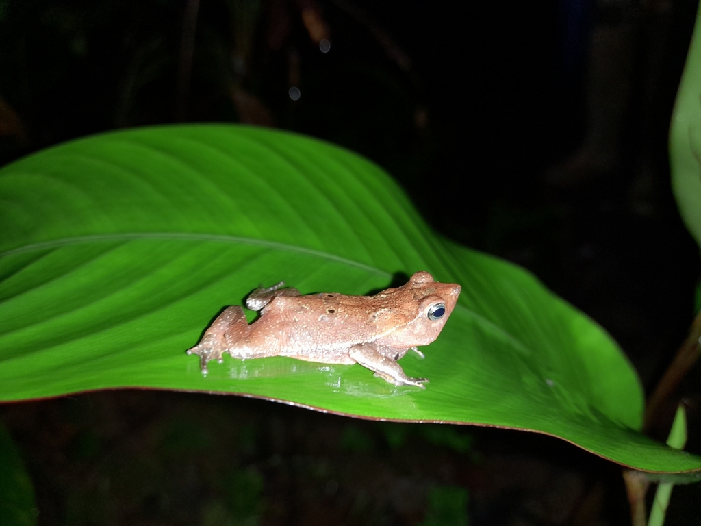 Beaked Toads from Kourou 97310, Guyane française on February 11, 2023 ...