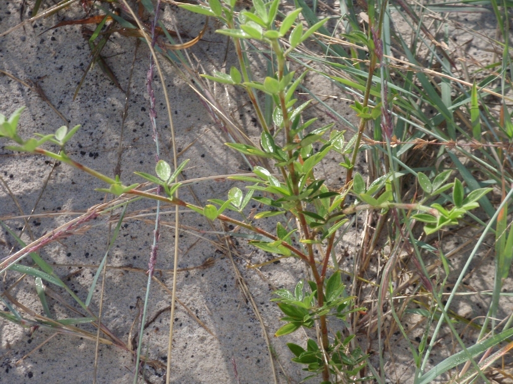 Stylosanthes from K'gari QLD 4581, Australia on February 20, 2011 at 04:26 PM by Ivan Thrash ...
