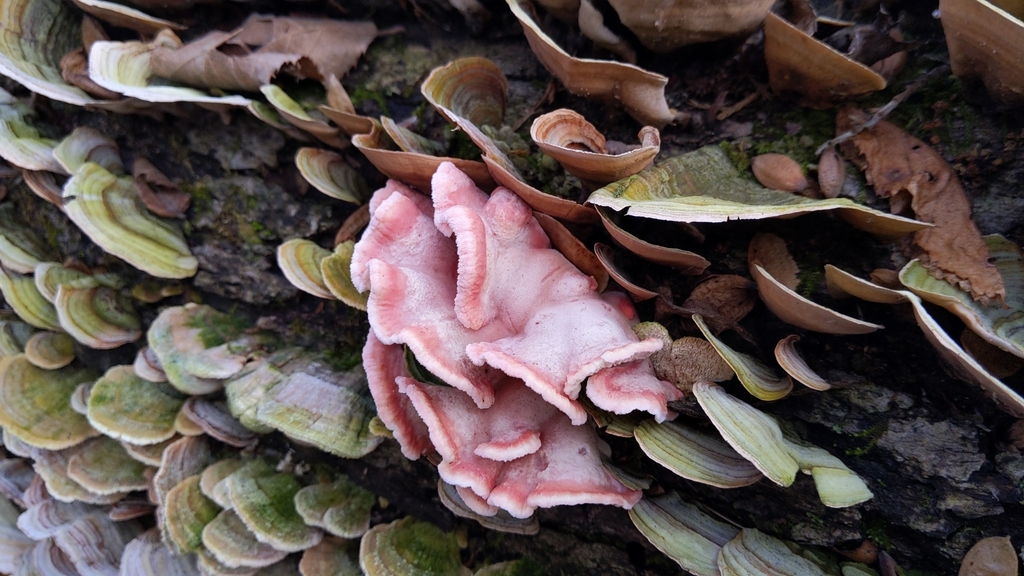 Coral-pink Merulius from Franklin No. 1 Township, MO, USA on December ...