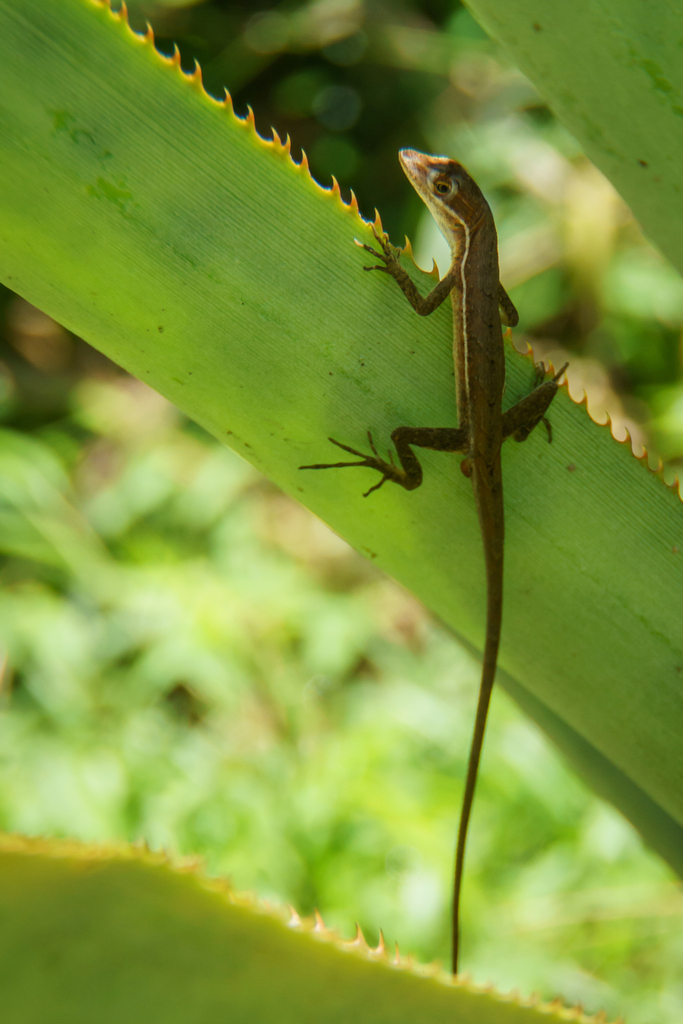 Grass Anole from Acandí, Choco, Colombia on October 5, 2018 at 01:35 PM ...