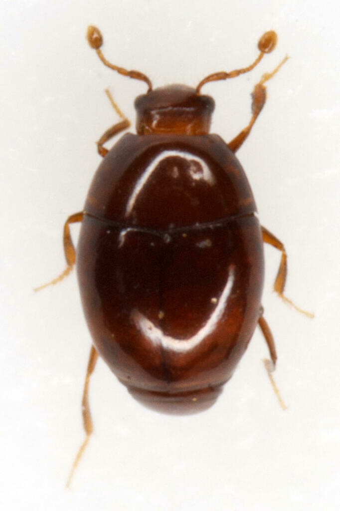 Aeletes in November 2013 by Chris Rorabaugh. BugGuide entry: https ...