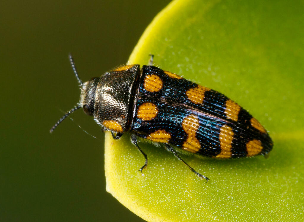 Acmaeodera xanthosticta from Monroe County, US-FL, US on June 26, 2022 at 11:36 AM by Chris ...