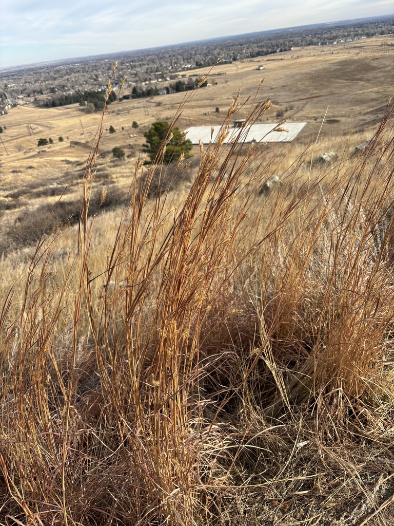 big bluestem in December 2023 by Emily Yannarella · iNaturalist