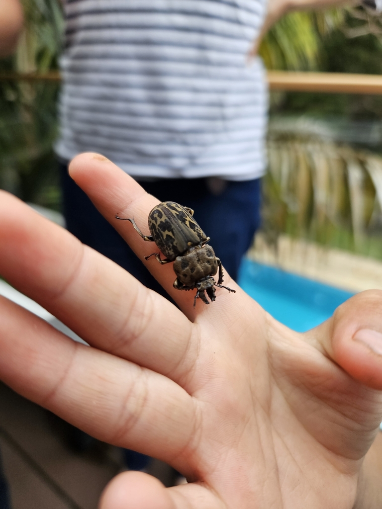 Brown stag beetle from Oatley NSW 2223, Australia on January 1, 2024 at ...