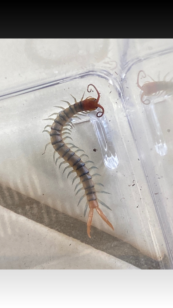 Giant Centipedes from Sherri Lea, Bulverde, TX, US on December 31, 2023 ...
