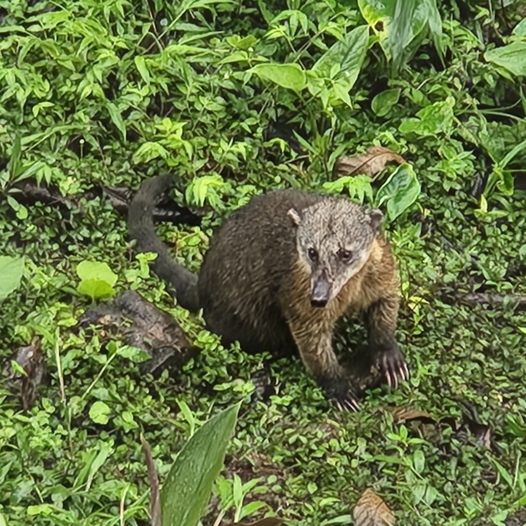 Mountain Coati in December 2023 by Violet Wu · iNaturalist