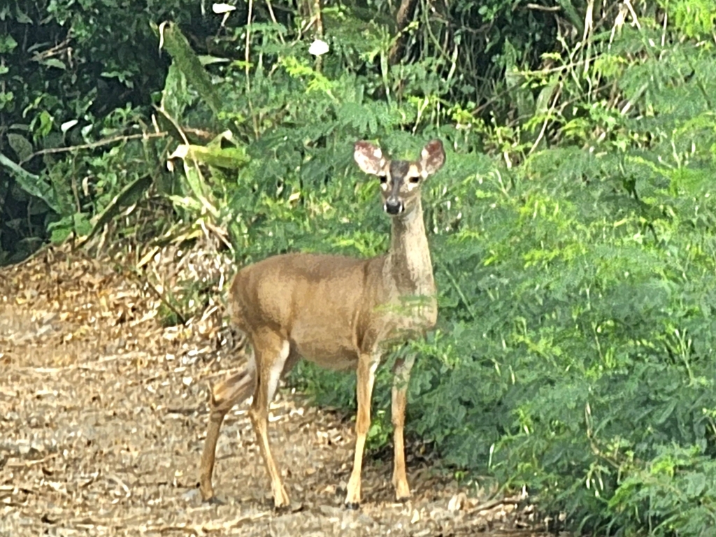 White-tailed Deer from Annaly, Frederiksted, St Croix 00840, USVI on ...