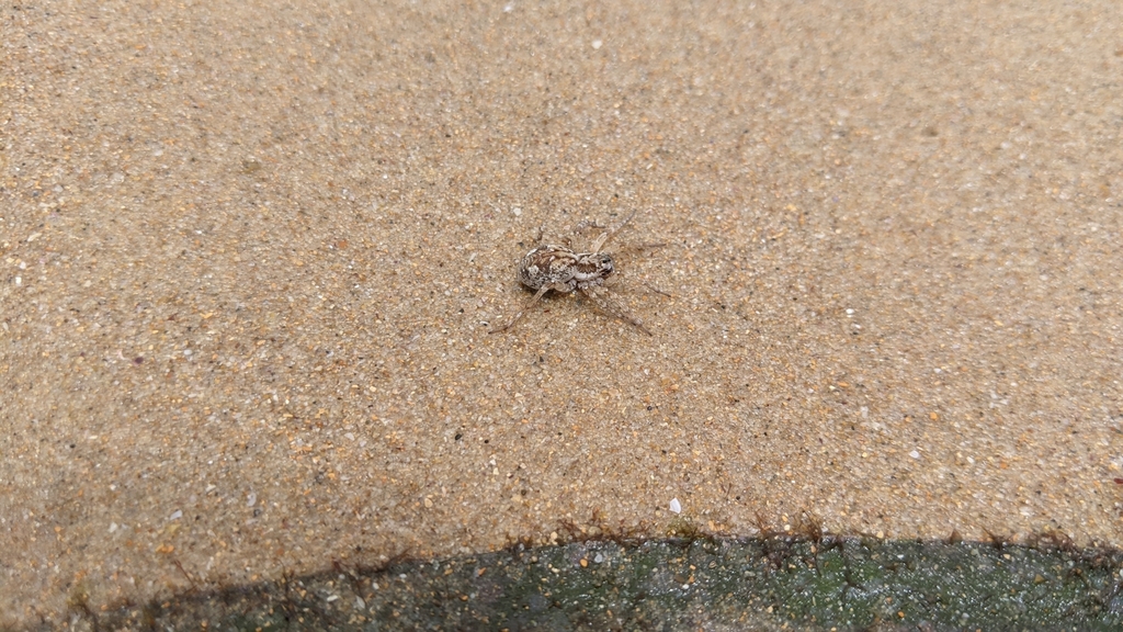 Tasmanian Beach Wolf Spider from Kurnell NSW 2231, Australia on November 30, 2023 at 12:19 PM by ...