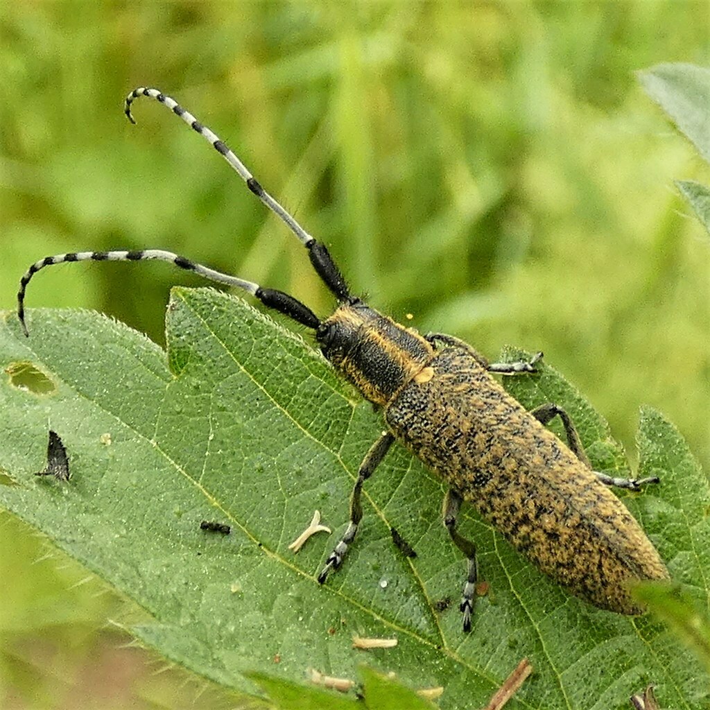 Golden-bloomed Longhorn Beetle from 34587 Felsberg, Deutschland on June ...