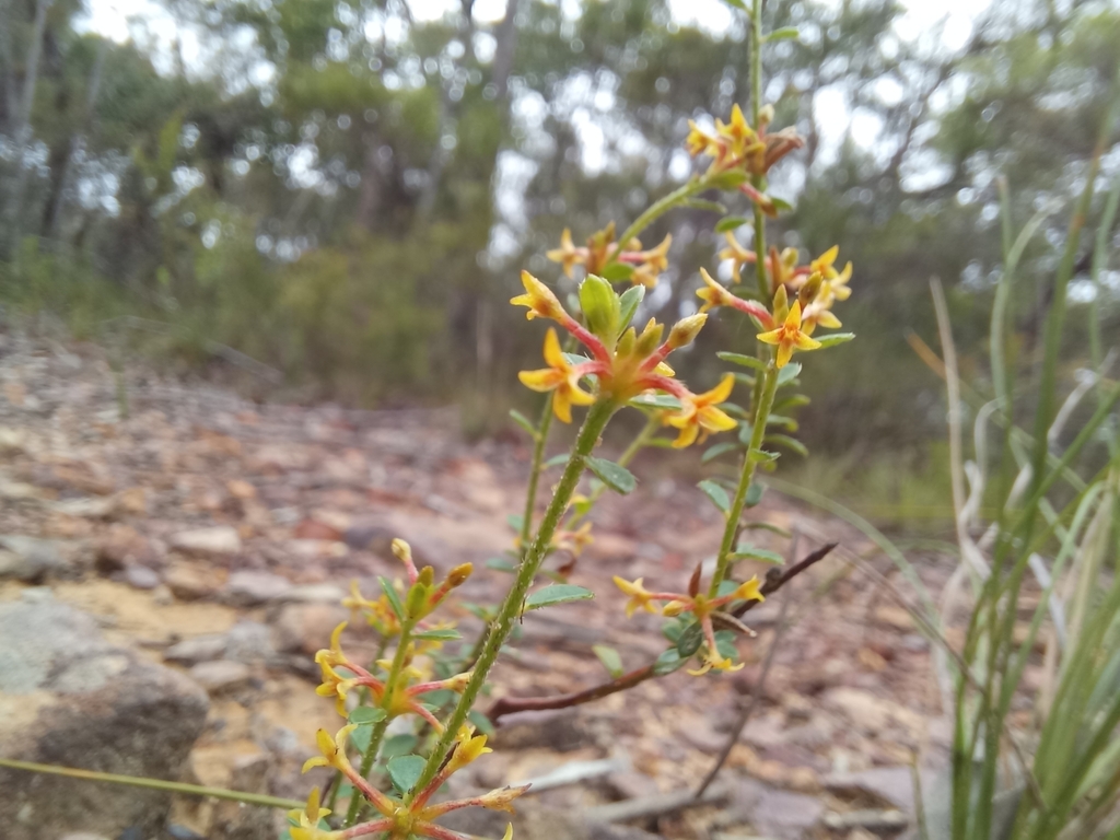 curved rice-flower in January 2024 by Kelly Bollinger · iNaturalist