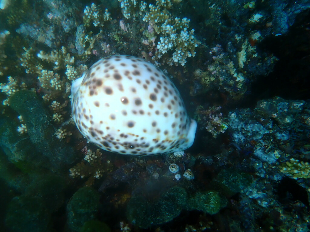 Tiger Cowry from Mataking Island, Sabah, Malaysia on December 21, 2023 ...