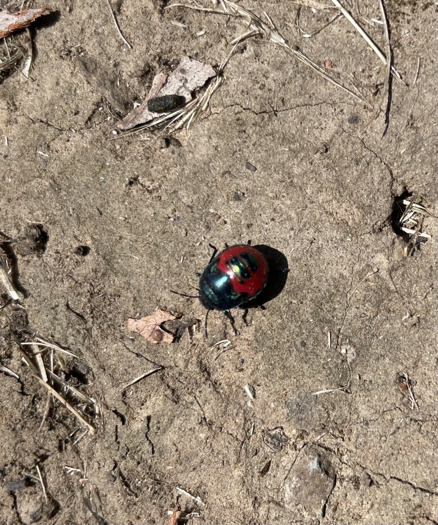 Red Jewel Bug from Larni Barramal Yaluk, Shepherds Flat, VIC, AU on ...