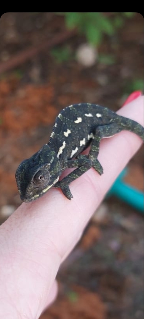 Common Chameleon from כפר יונה, ישראל on January 1, 2024 at 11:43 AM by ...