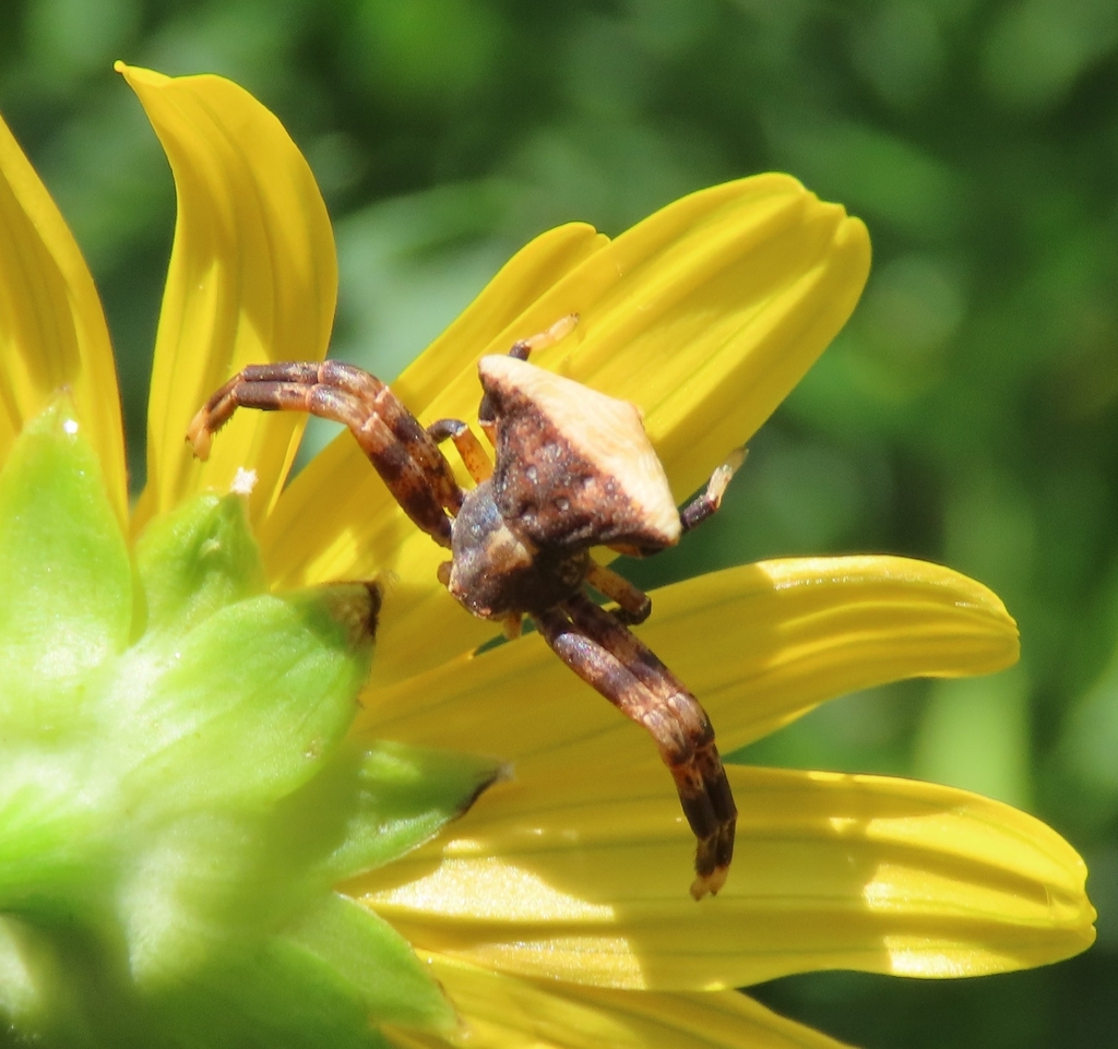 Spectacular Crab Spider from Wallaga Lake NSW 2546, Australia on ...