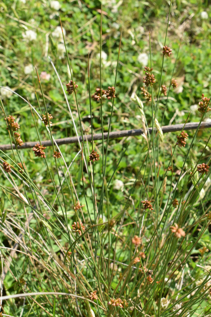 Juncus filicaulis from Jindabyne NSW 2627, Australia on December 12 ...