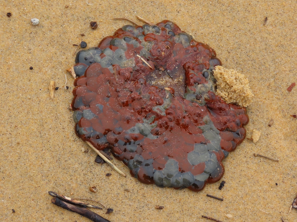 Wandering Sea Anemone from Murrah NSW 2546, Australia on December 29 ...