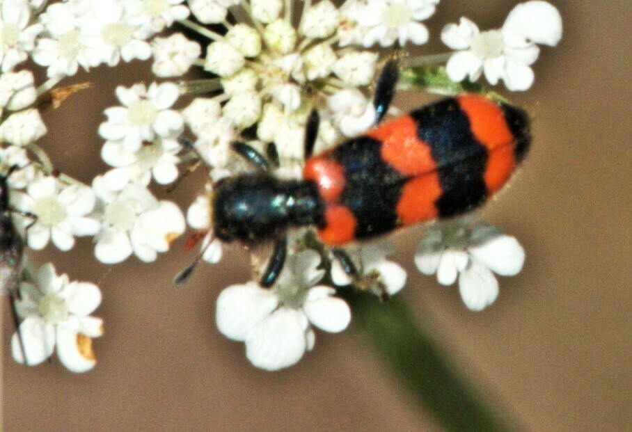 Bee-eating Beetle from Gochsheim, By, "Hähnling" Deutschland on July 17 ...