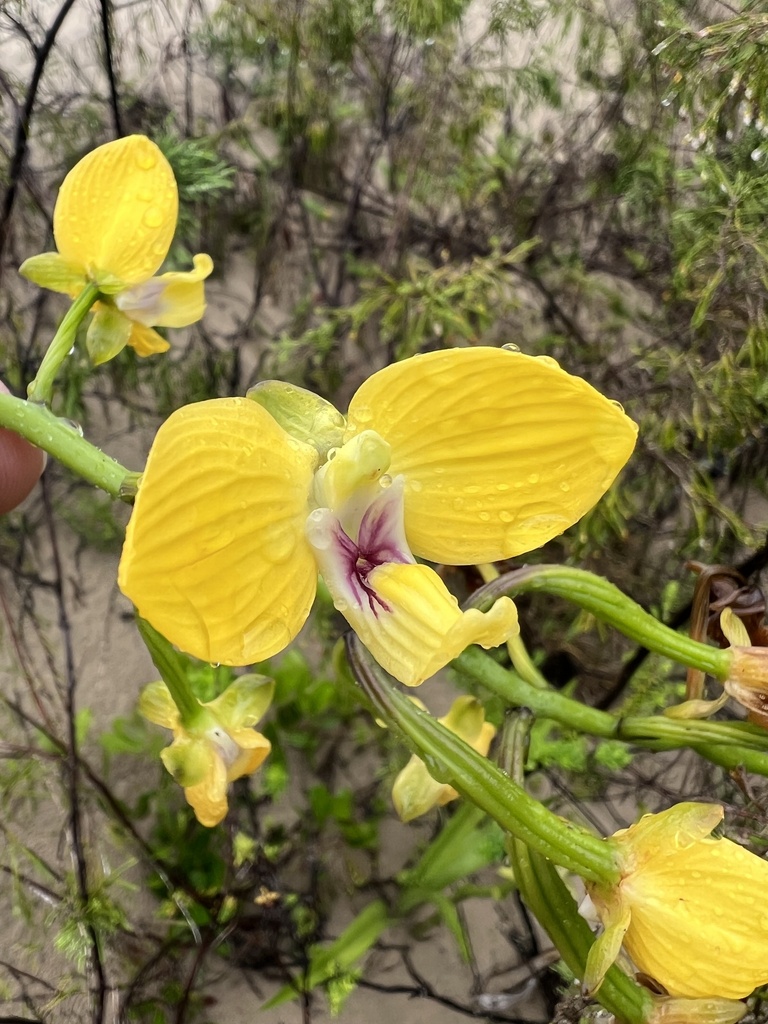 Golden Harlequin from Mnquma, Butterworth, EC, ZA on January 1, 2024 at ...
