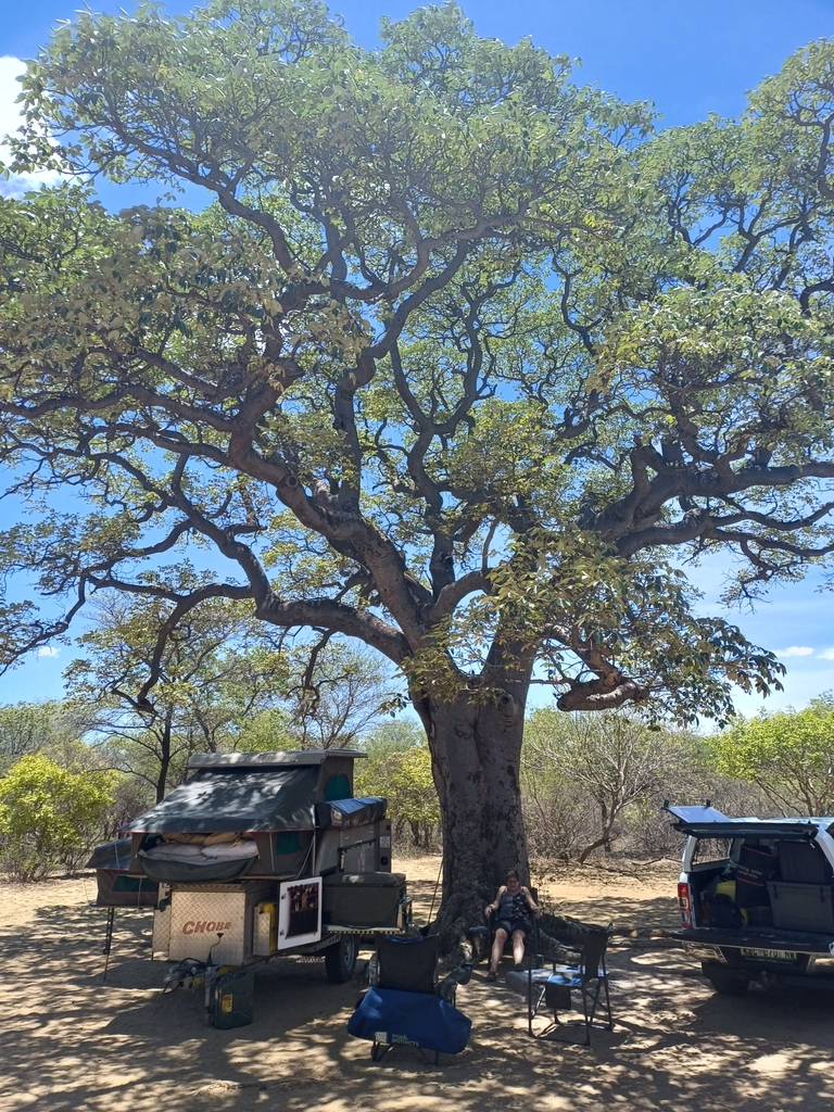 manketti-tree from Serowe, BW-CE, BW on December 22, 2023 at 12:38 PM ...