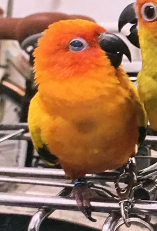Sun Parakeet in April 2021 by Ruby and Sapphire. Image will be ...
