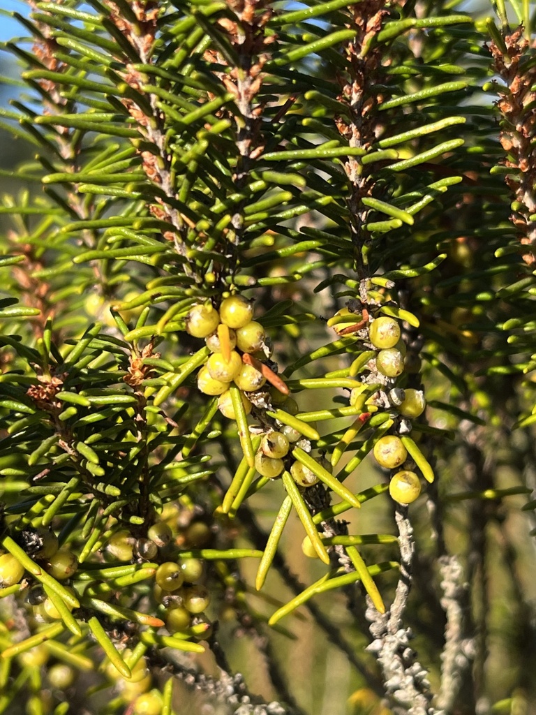 Florida rosemary from Lake Wales Ridge State Forest Trail, Frostproof ...