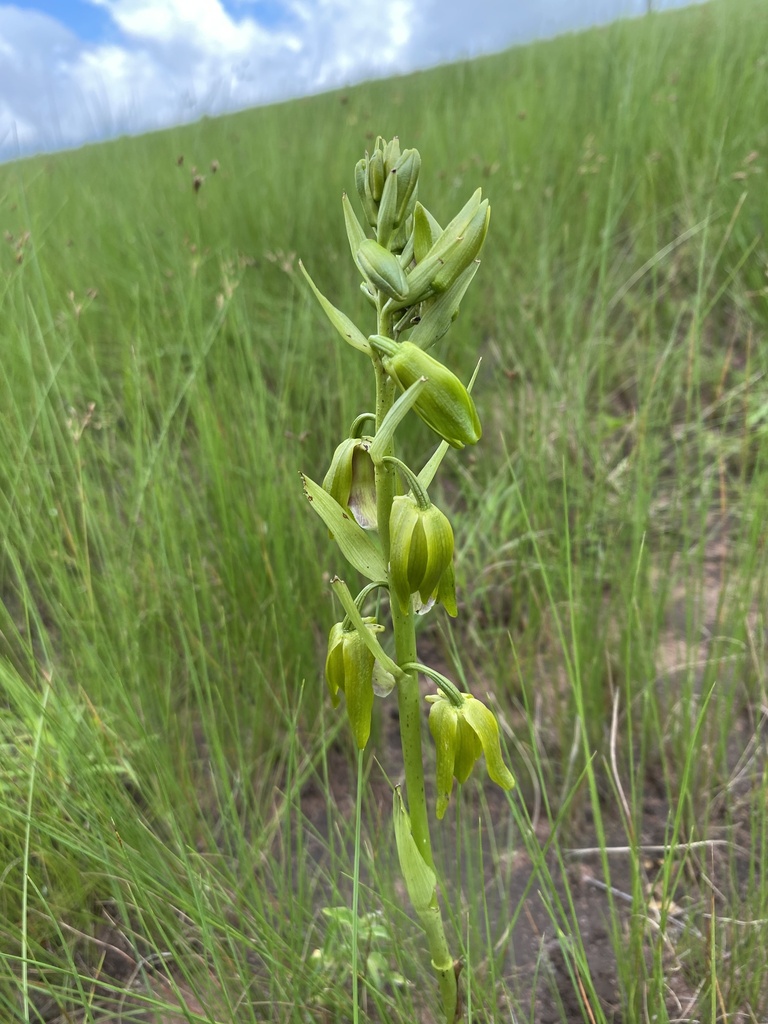 Eulophia adenoglossa in January 2024 by Carel Fourie · iNaturalist