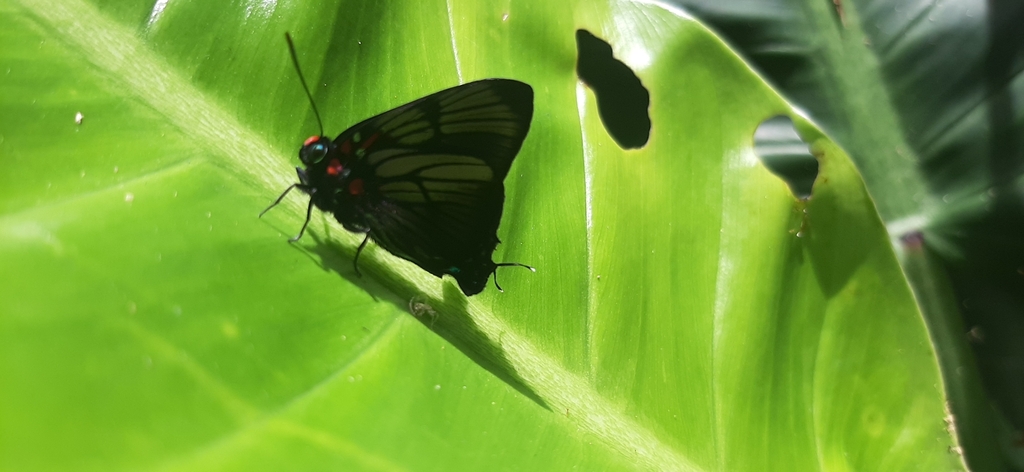 Black-veined Brangas from Los Santos, Santander, Colombia on July 21 ...