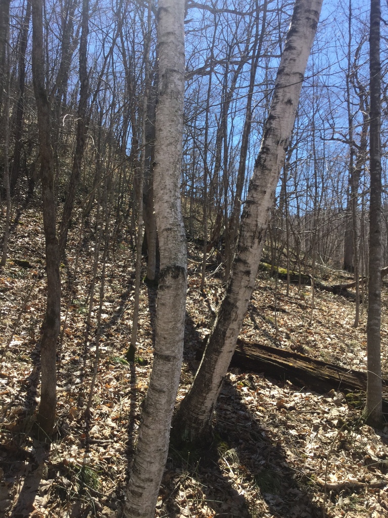 paper birch from Monroe County, US-WI, US on April 08, 2019 at 01:10 PM ...