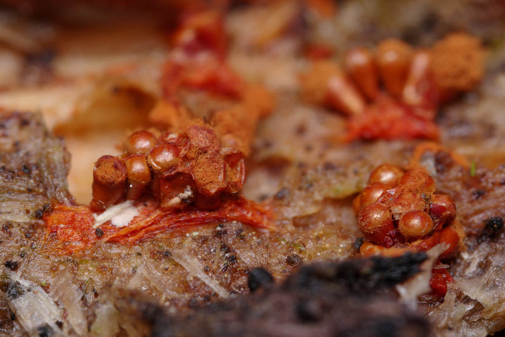 Wasp's Nest Slime Mold from Northampton, MA, USA on December 17, 2023 ...