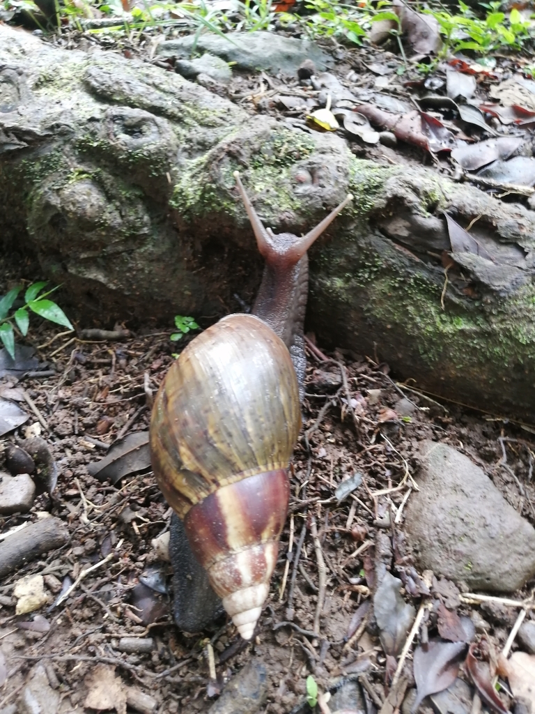African Giant Snail from Antsanavo, Madagascar on December 31, 2023 at ...