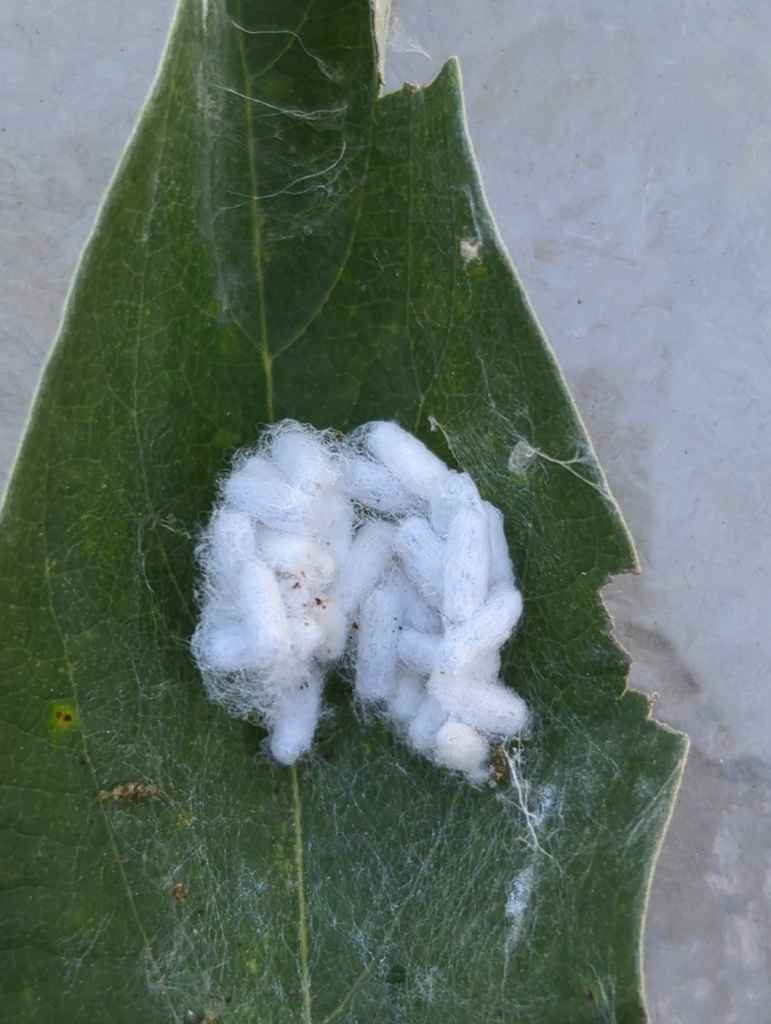 Winged and Once-winged Insects from Bonita Springs, FL 34135, USA on ...